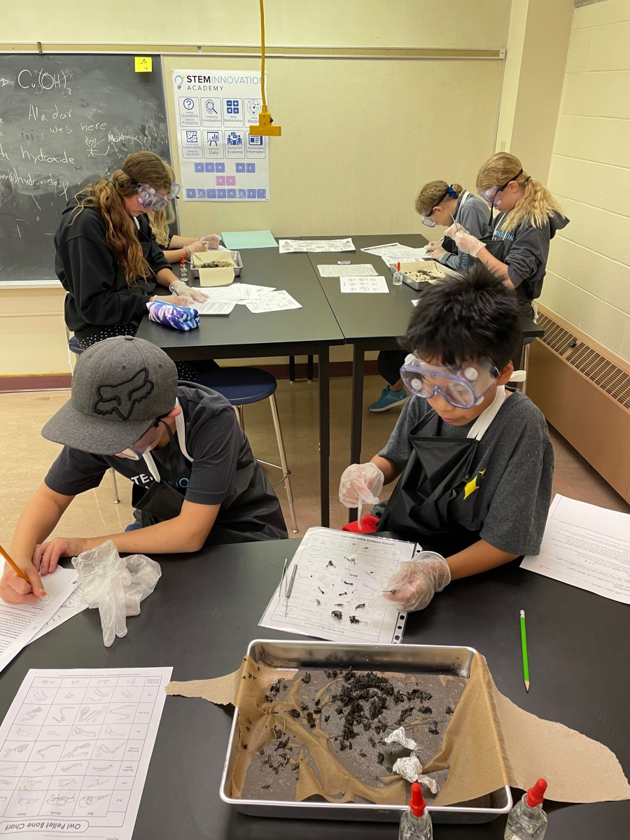 Dissecting Owl Pellets – STEMIA Journal