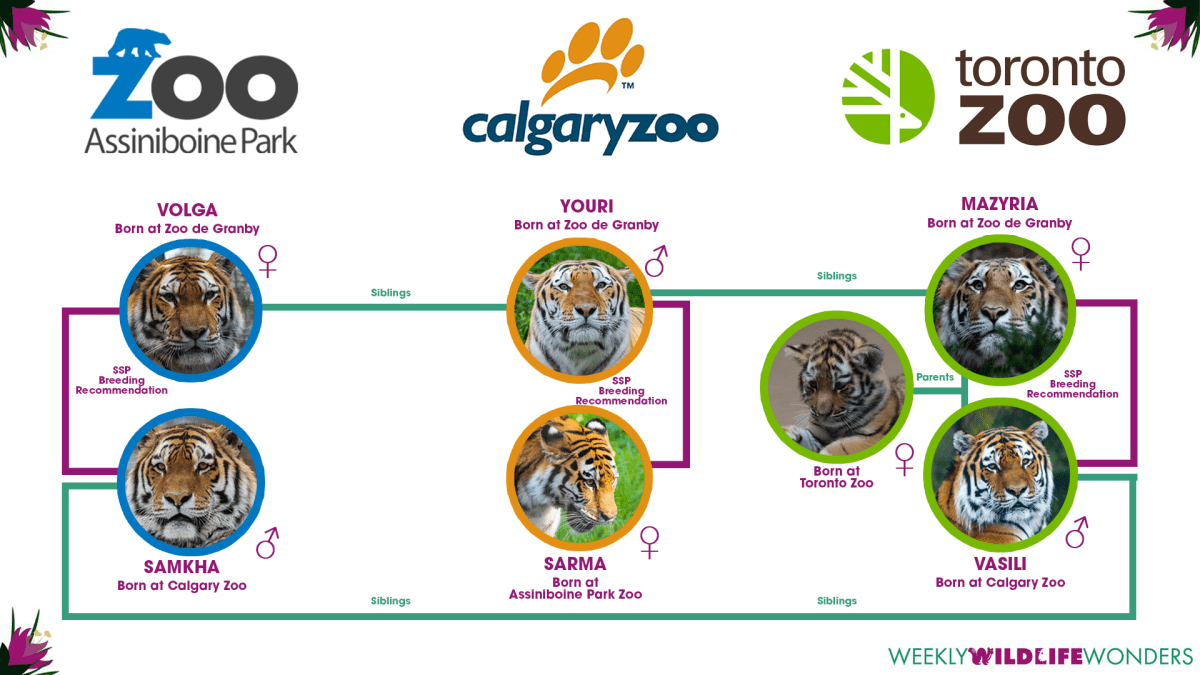 Biodiversity at the Calgary Zoo – STEMIA Journal